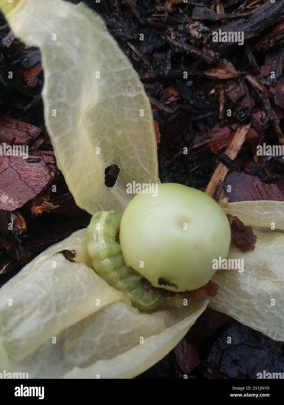 Pickleworm Moth (Diaphania nitidalis Stock Photo - Alamy