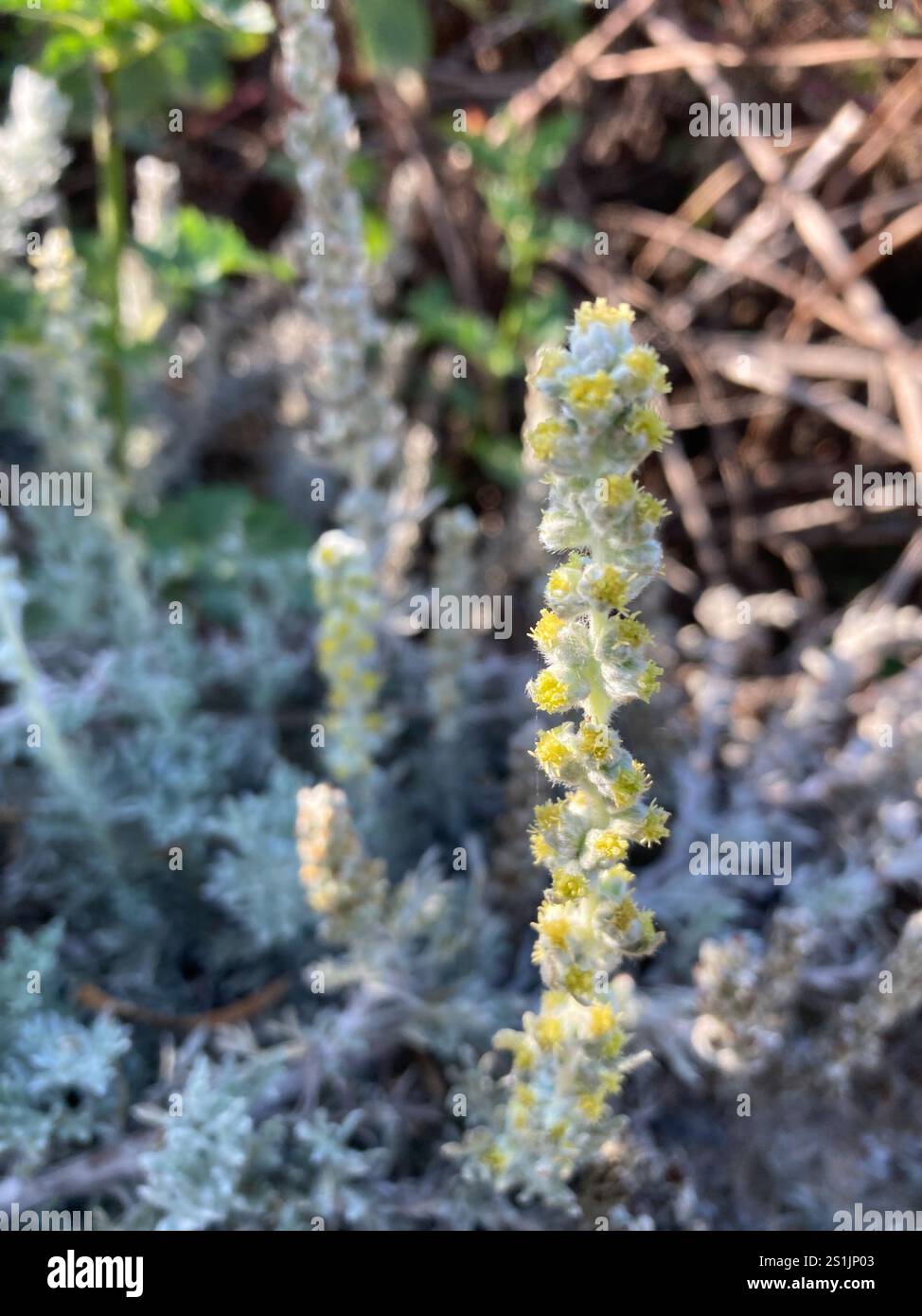 coastal sagewort (Artemisia pycnocephala Stock Photo - Alamy