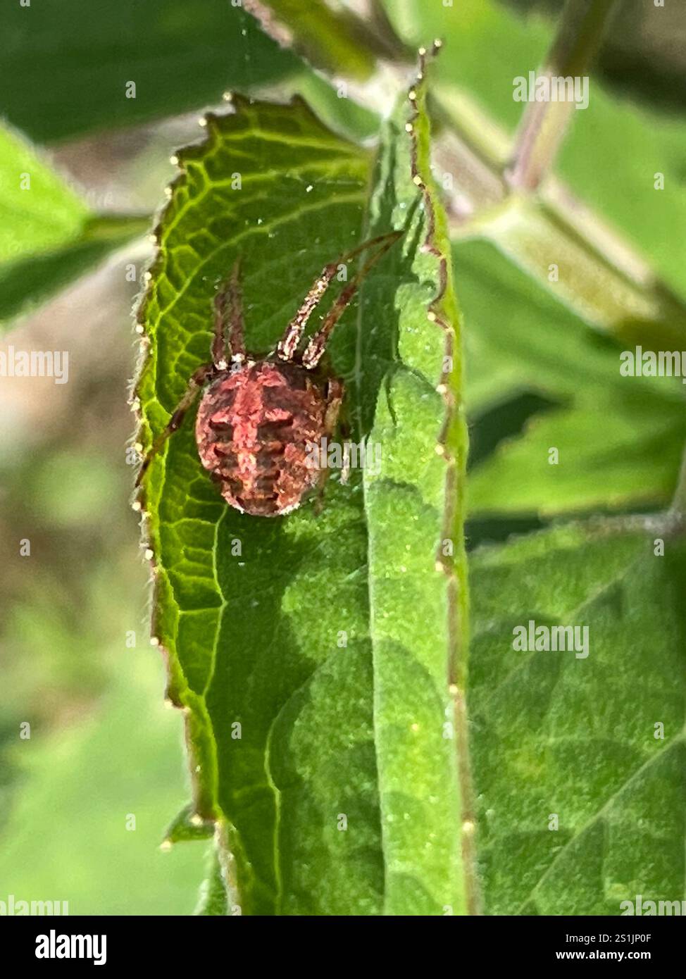 Arabesque Orbweaver (Neoscona arabesca Stock Photo - Alamy