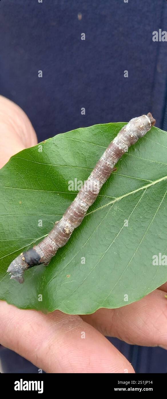 Peppered Moth (Biston betularia Stock Photo - Alamy
