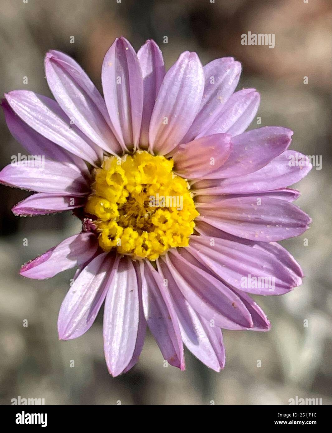 California Aster (Corethrogyne filaginifolia Stock Photo - Alamy