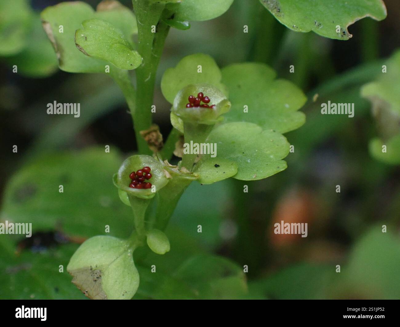 northern golden-saxifrage (Chrysosplenium tetrandrum Stock Photo - Alamy