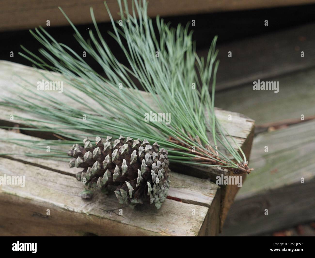 loblolly pine (Pinus taeda Stock Photo - Alamy