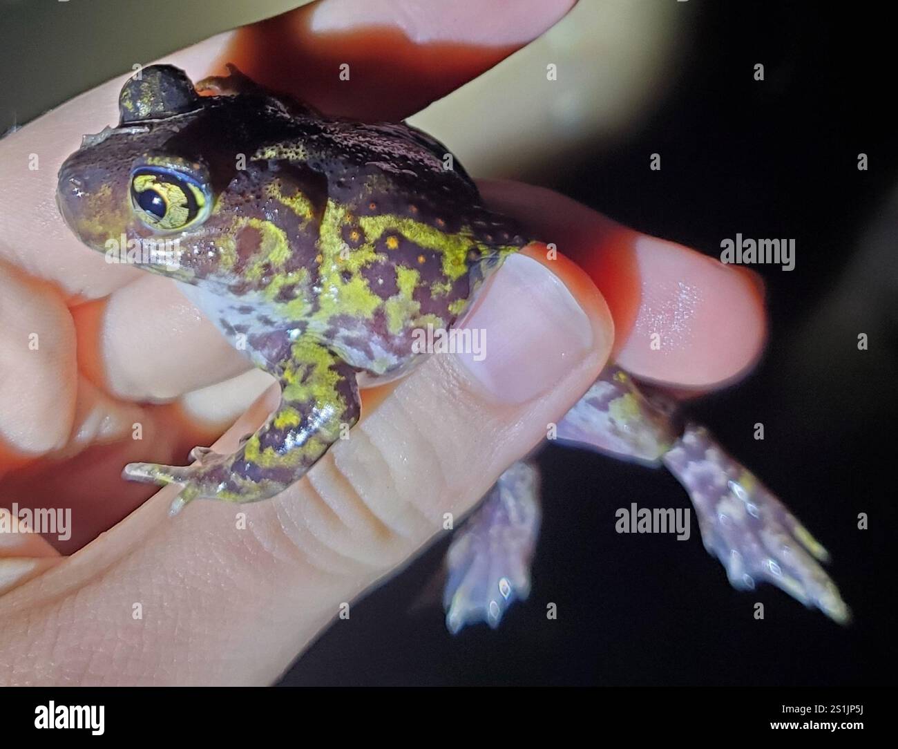 Eastern Spadefoot (Scaphiopus holbrookii Stock Photo - Alamy