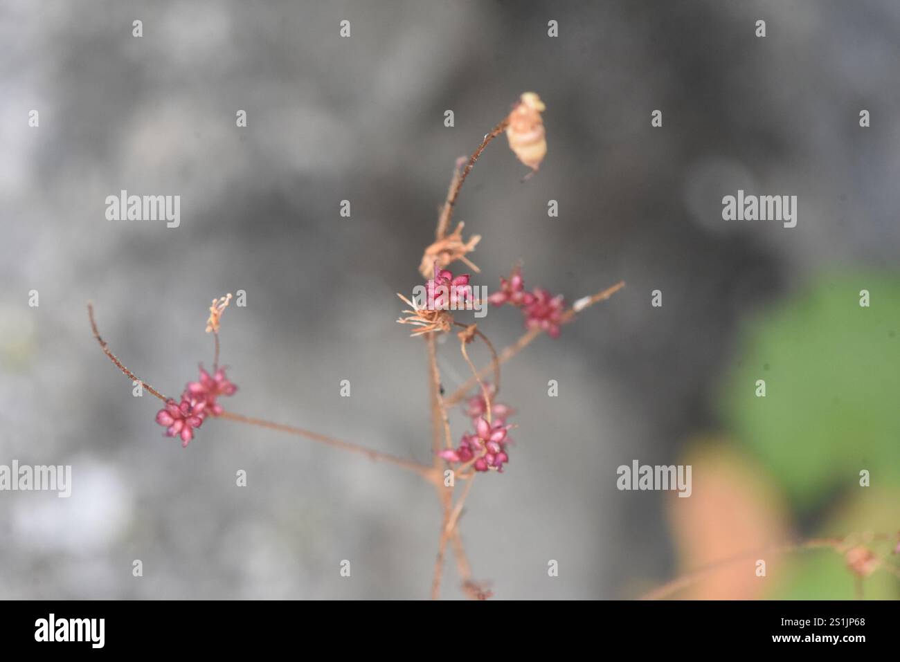 wood saxifrage (Saxifraga mertensiana Stock Photo - Alamy