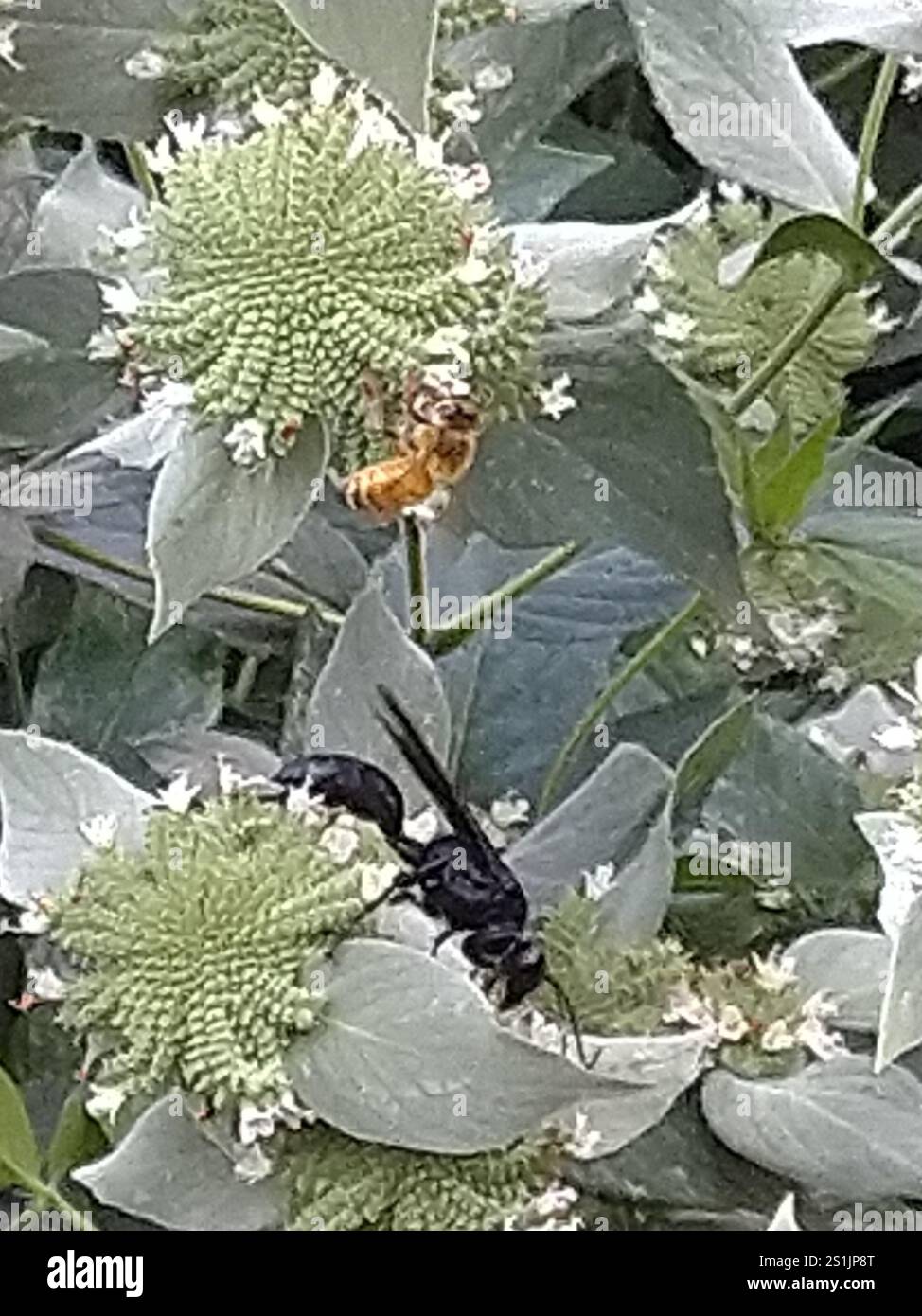 Great Black Digger Wasp (Sphex pensylvanicus Stock Photo - Alamy