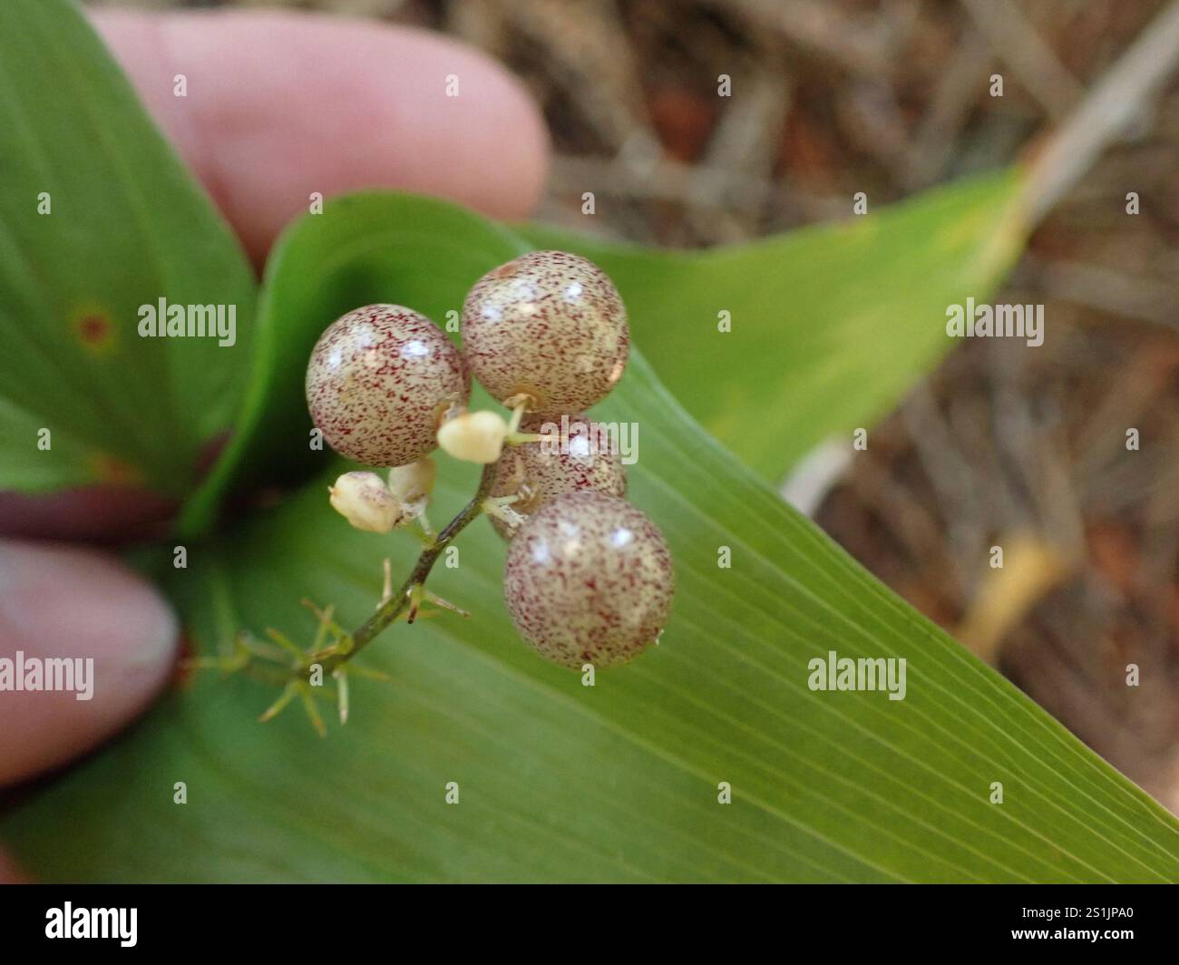 Western Lily of the Valley (Maianthemum dilatatum Stock Photo - Alamy