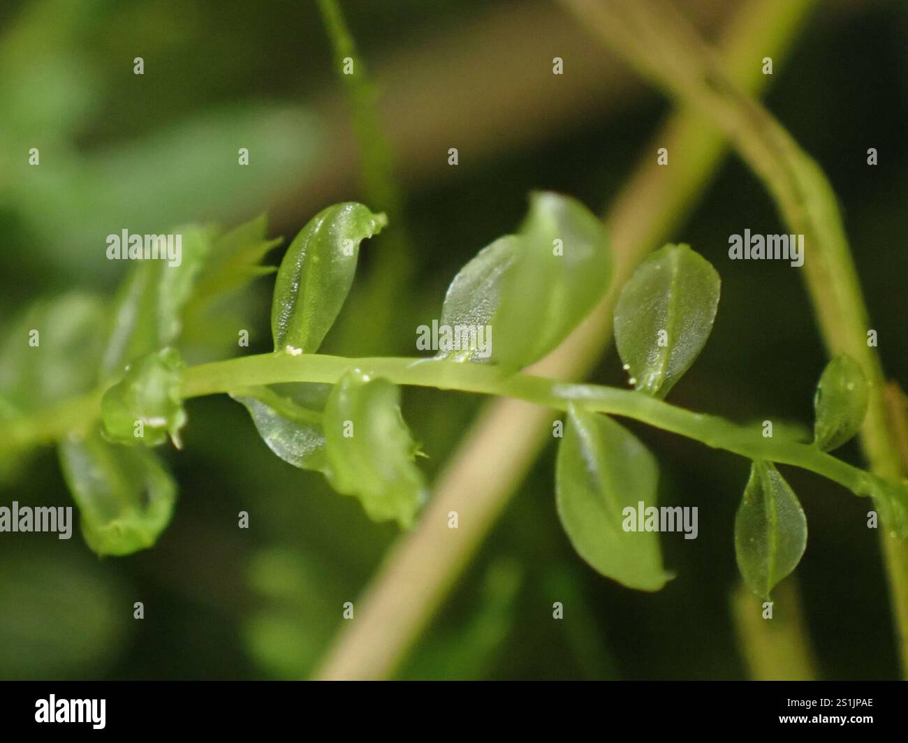Thyme and Allied Mosses (Plagiomnium Stock Photo - Alamy