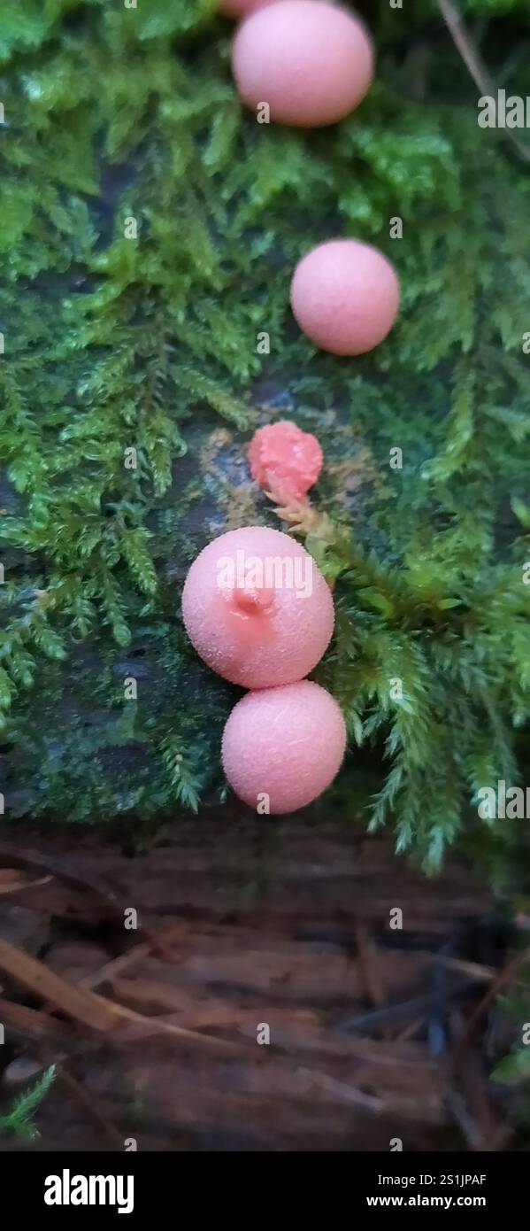 Wolf's Milk (Lycogala epidendrum Stock Photo - Alamy