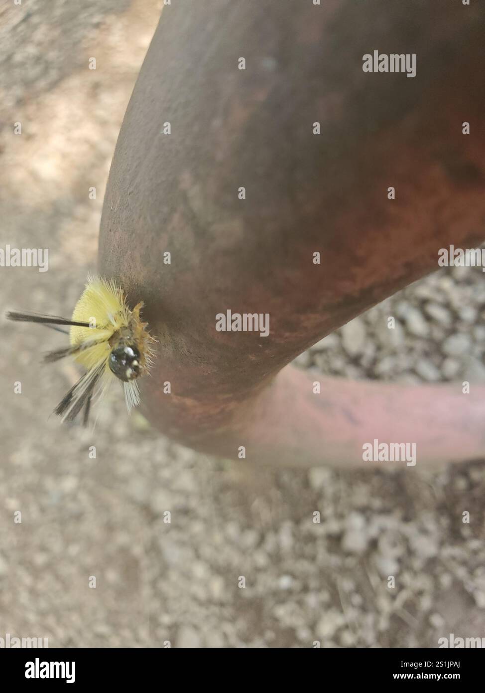 Banded Tussock Moth (Halysidota tessellaris Stock Photo - Alamy