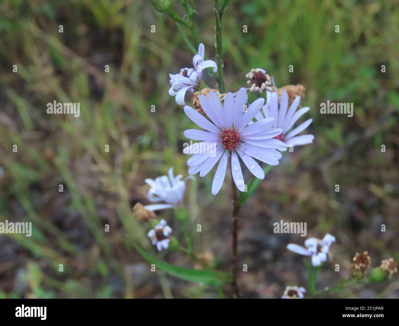 American asters (Symphyotrichum Stock Photo - Alamy