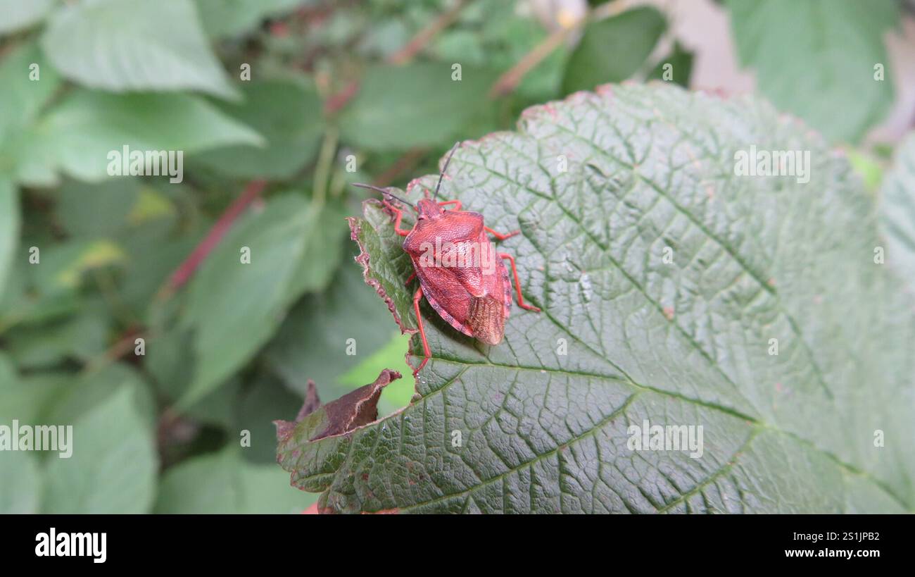 Black-shouldered Shieldbug (Carpocoris purpureipennis Stock Photo - Alamy