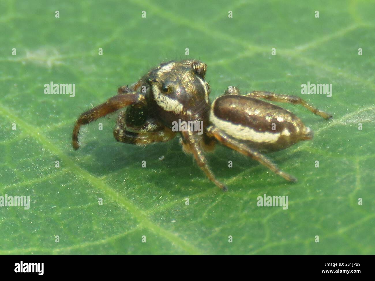 Bronze Jumping Spider (Eris militaris Stock Photo - Alamy