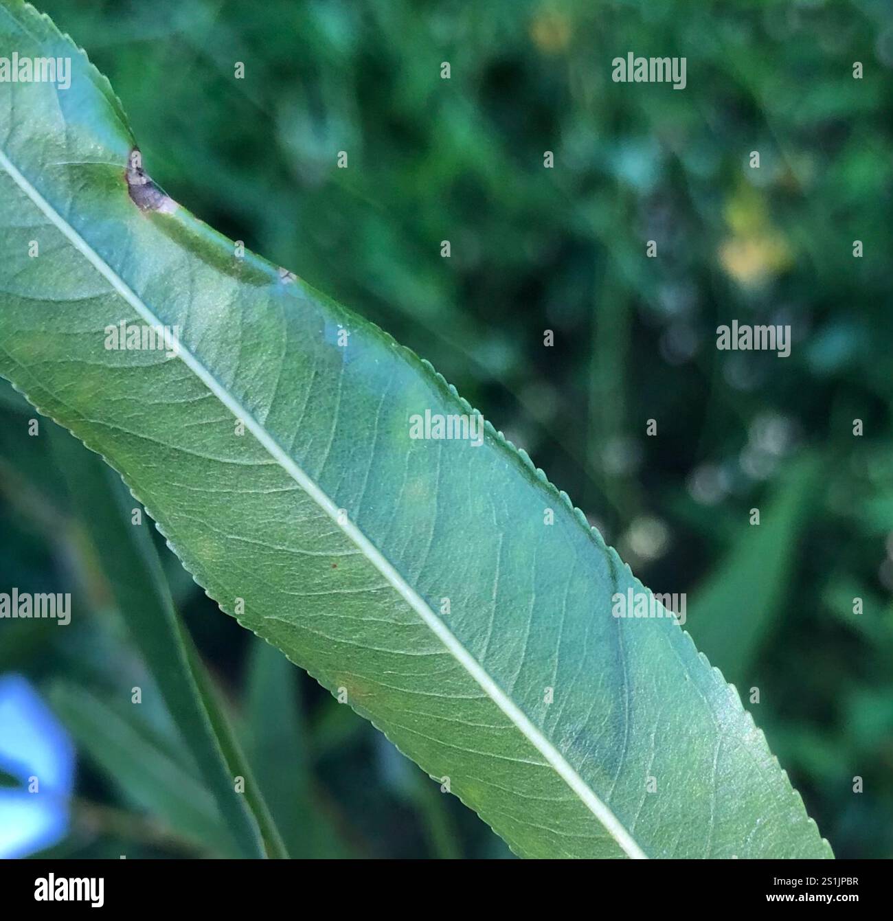Willow Leafcone Caterpillar Moth (Caloptilia stigmatella Stock Photo ...