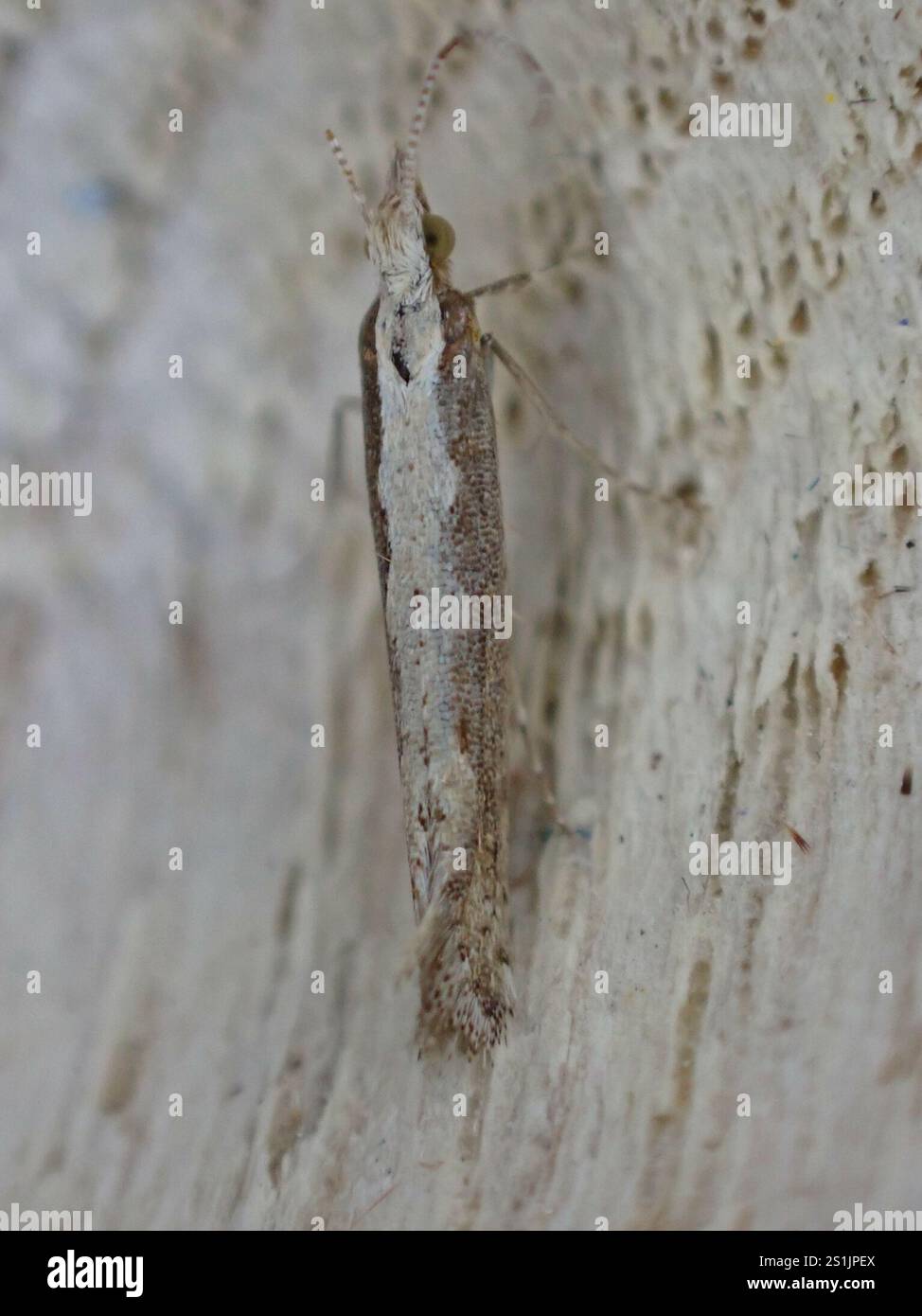 Diamondback Moth (Plutella xylostella Stock Photo - Alamy