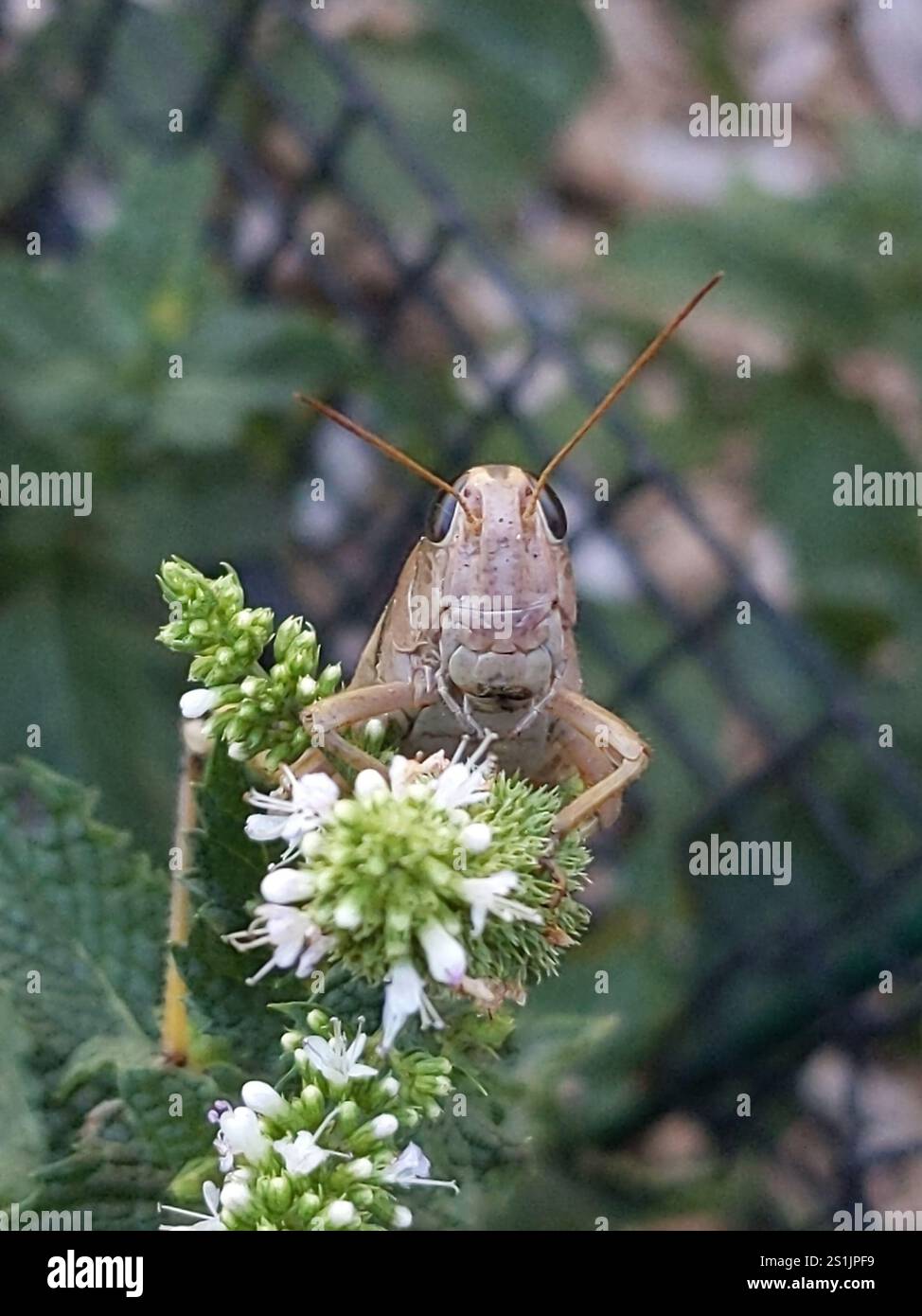 Two-striped Grasshopper (Melanoplus bivittatus Stock Photo - Alamy