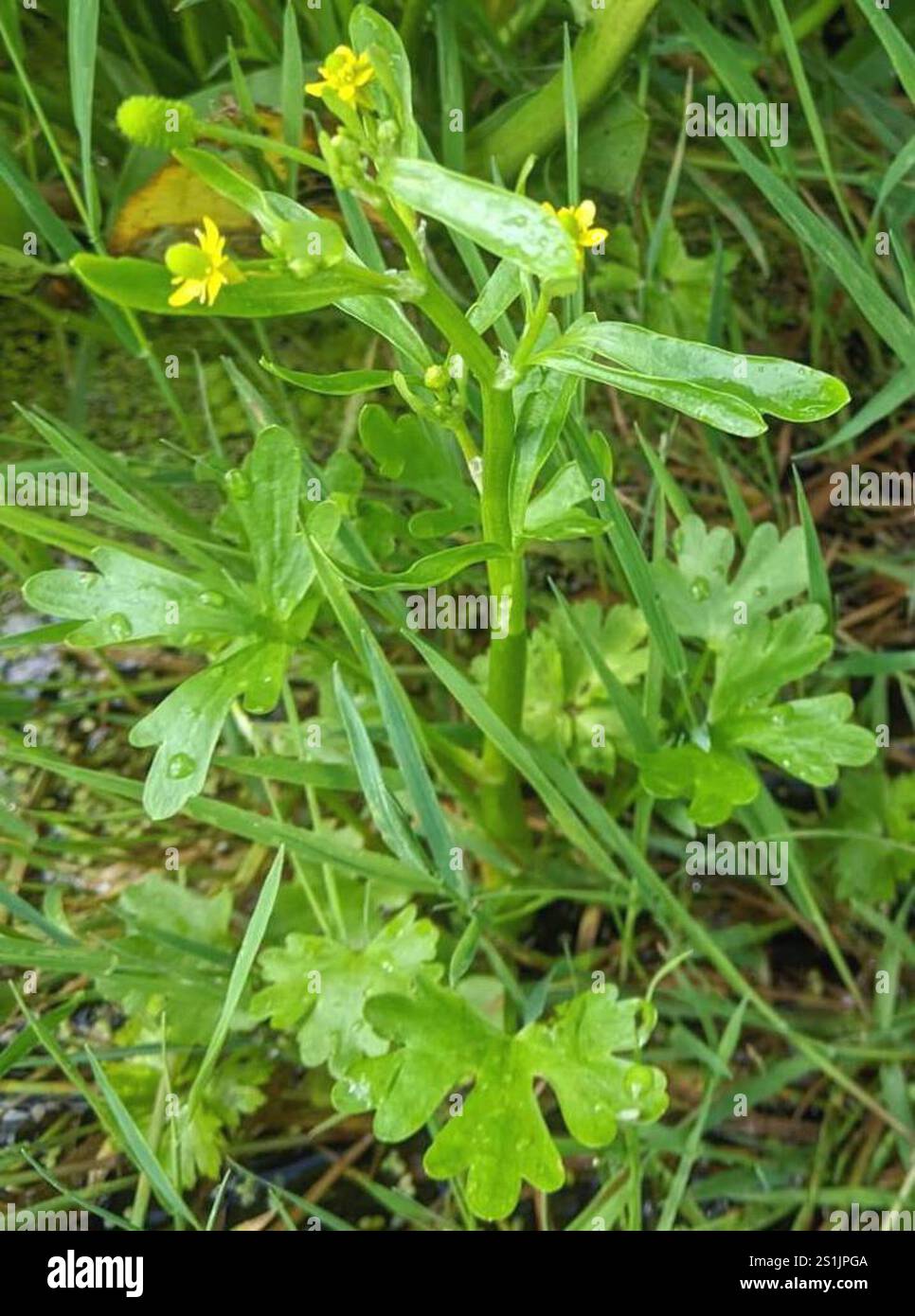 cursed crowfoot (Ranunculus sceleratus Stock Photo - Alamy