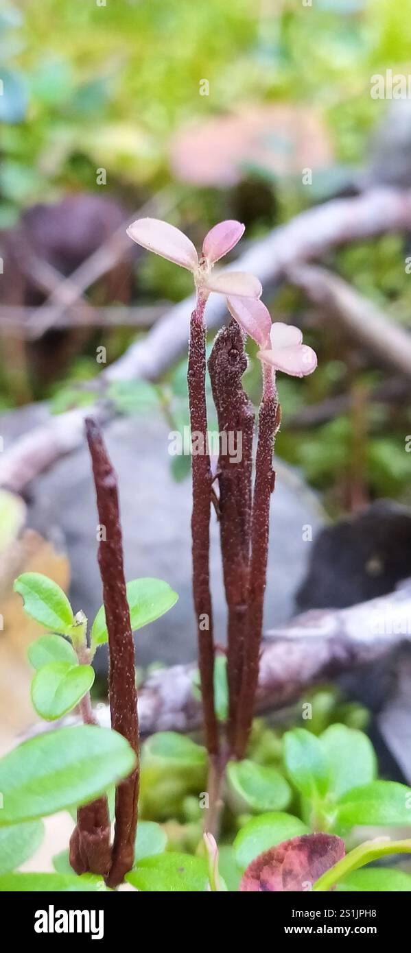 Huckleberry Broom Rust Fungus (Calyptospora columnaris Stock Photo - Alamy