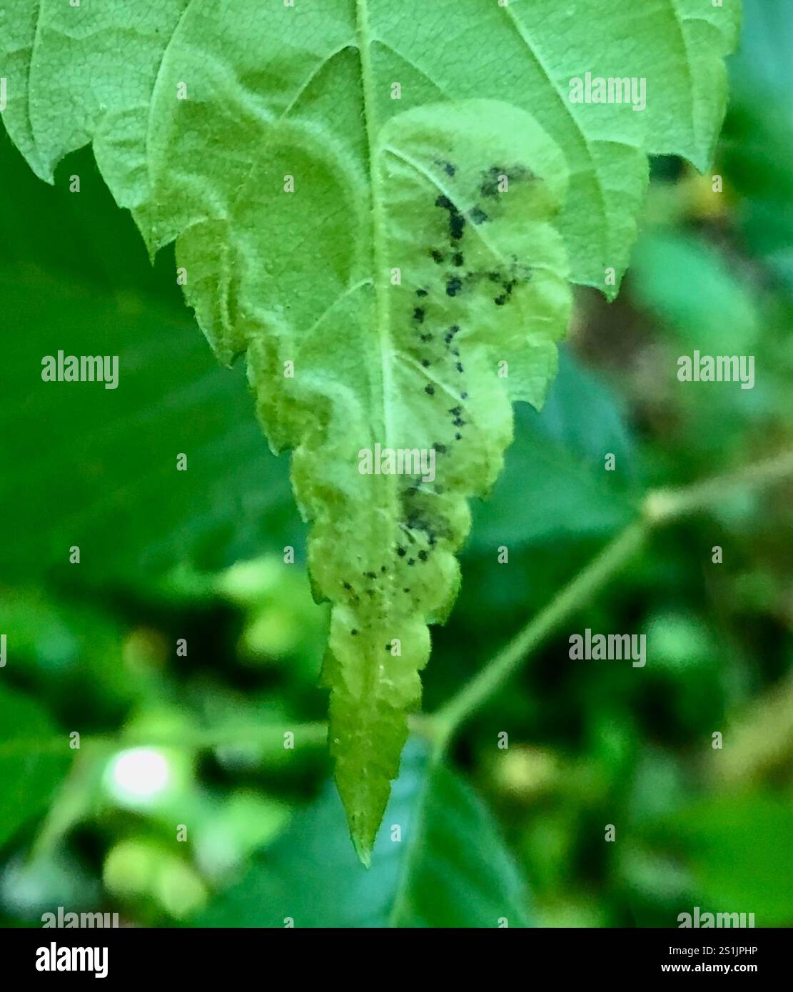 Elm Agromyzid Leafminer (Agromyza aristata Stock Photo - Alamy