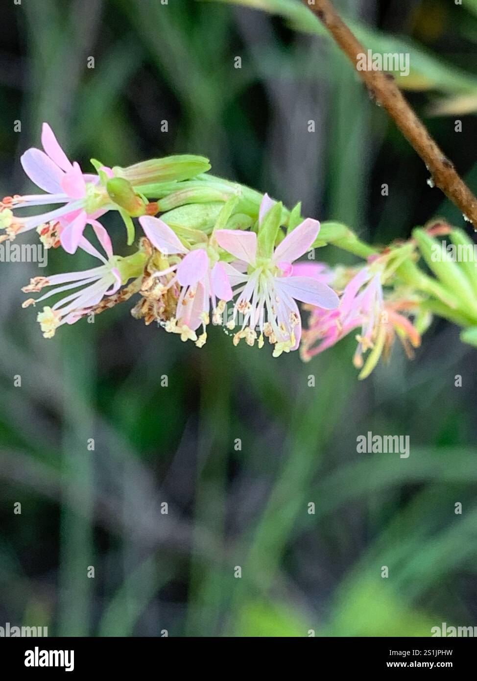 velvetweed (Oenothera curtiflora Stock Photo - Alamy