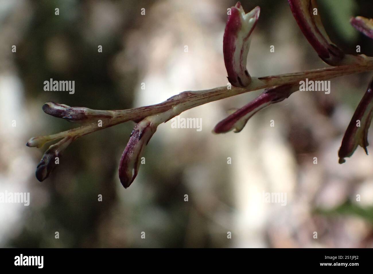 Beechdrops (Epifagus virginiana Stock Photo - Alamy