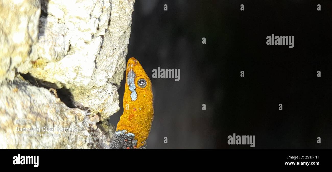 Yellow-headed Gecko (Gonatodes albogularis Stock Photo - Alamy