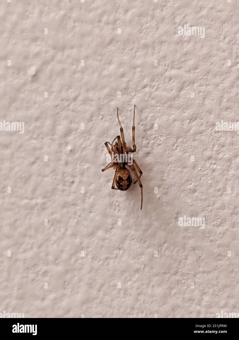 Triangulate Combfoot (Steatoda triangulosa Stock Photo - Alamy