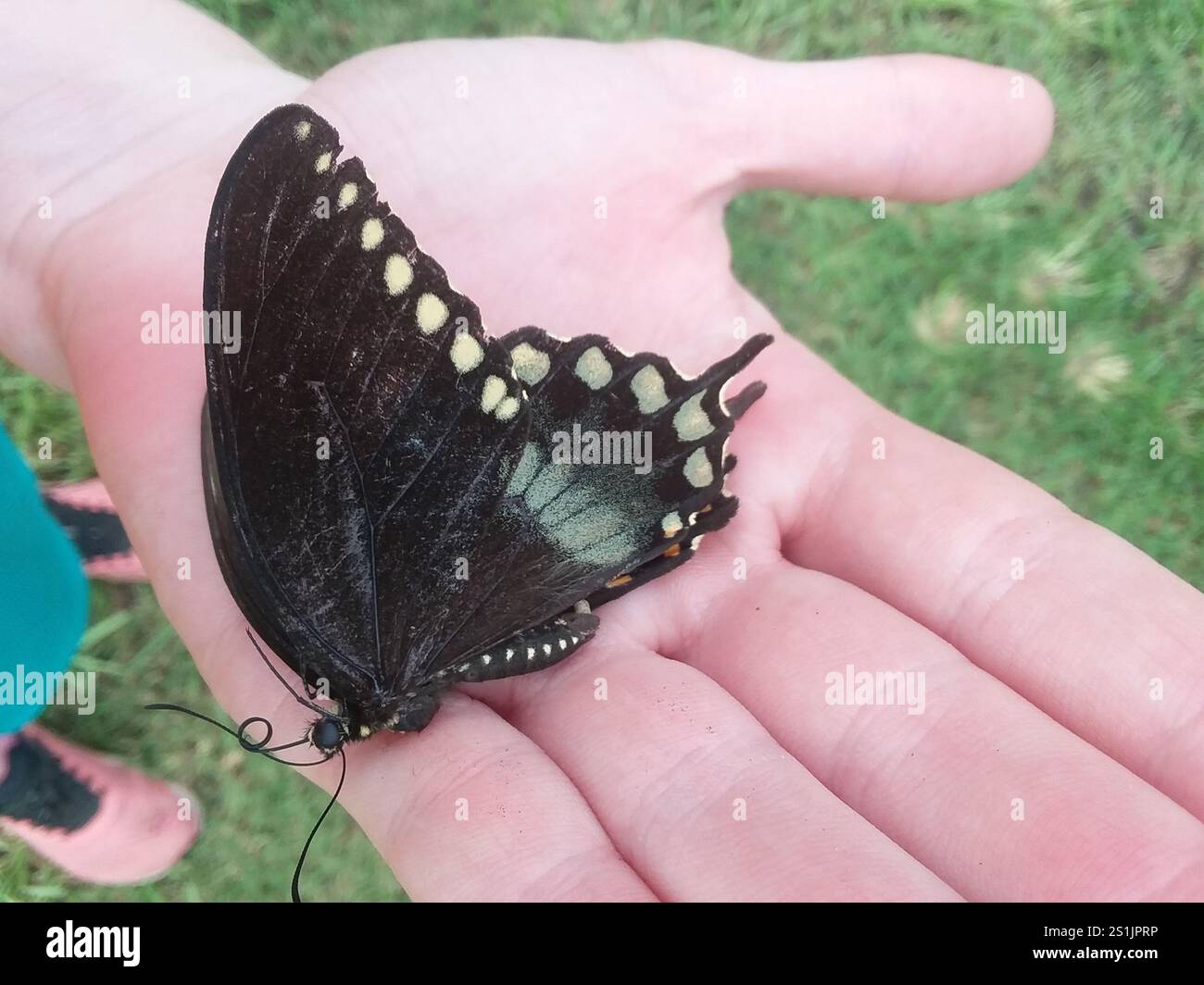 Spicebush Swallowtail (Papilio troilus Stock Photo - Alamy