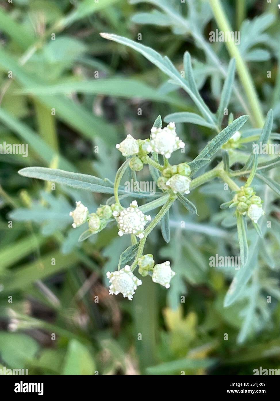 Santa Maria feverfew (Parthenium hysterophorus Stock Photo - Alamy