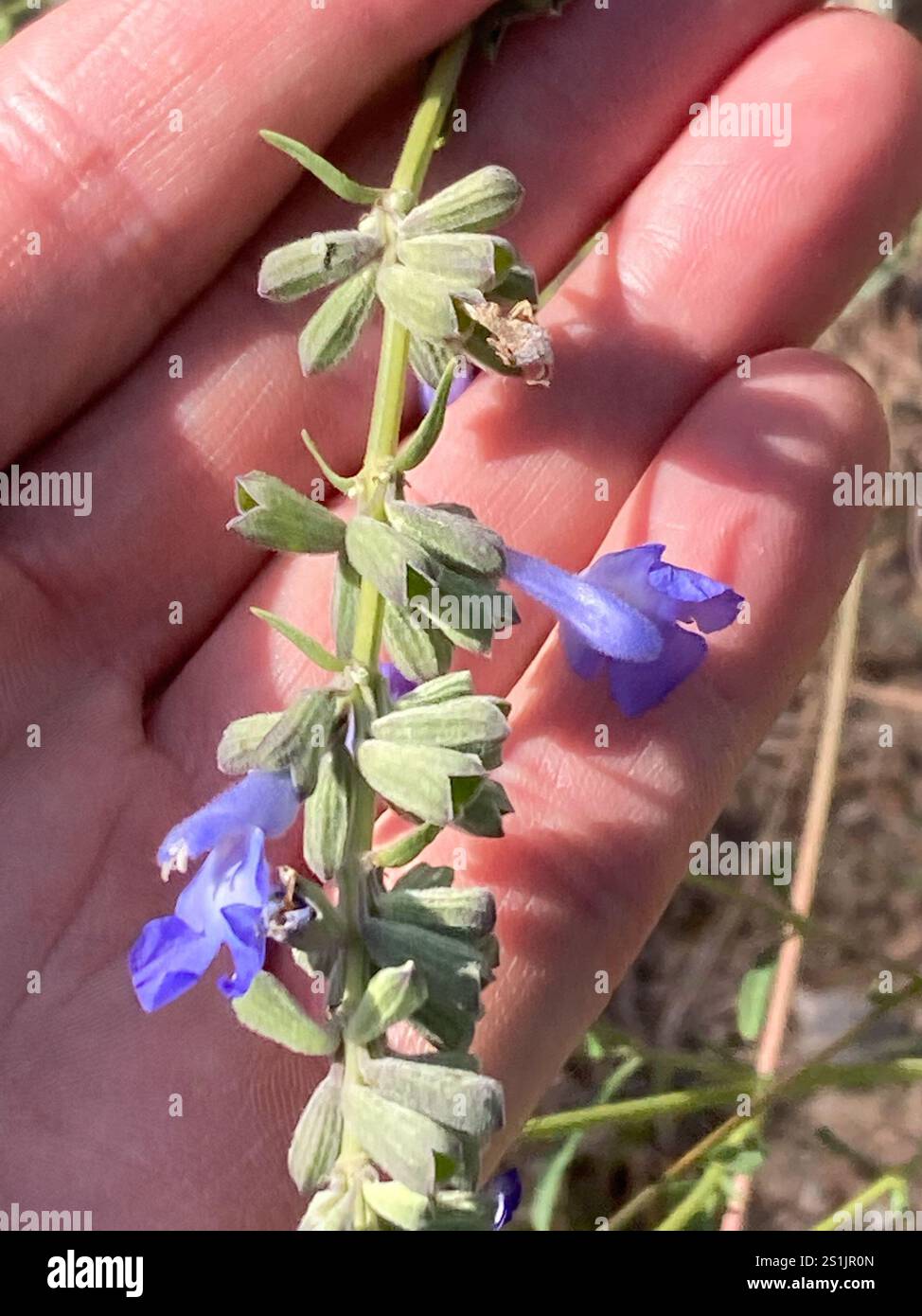 giant blue sage (Salvia azurea Stock Photo - Alamy