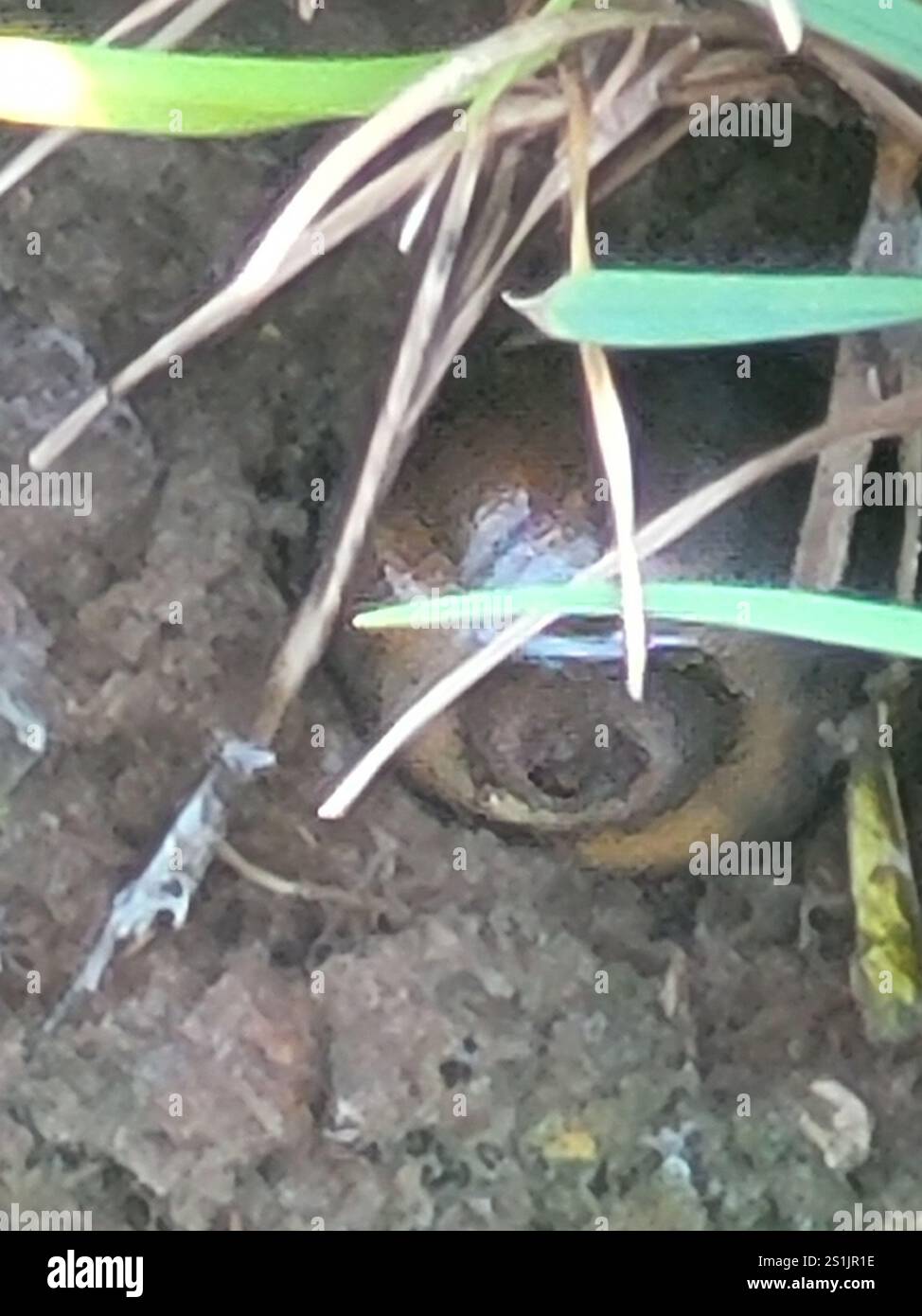 Common Apple Snails (Pomacea Stock Photo - Alamy