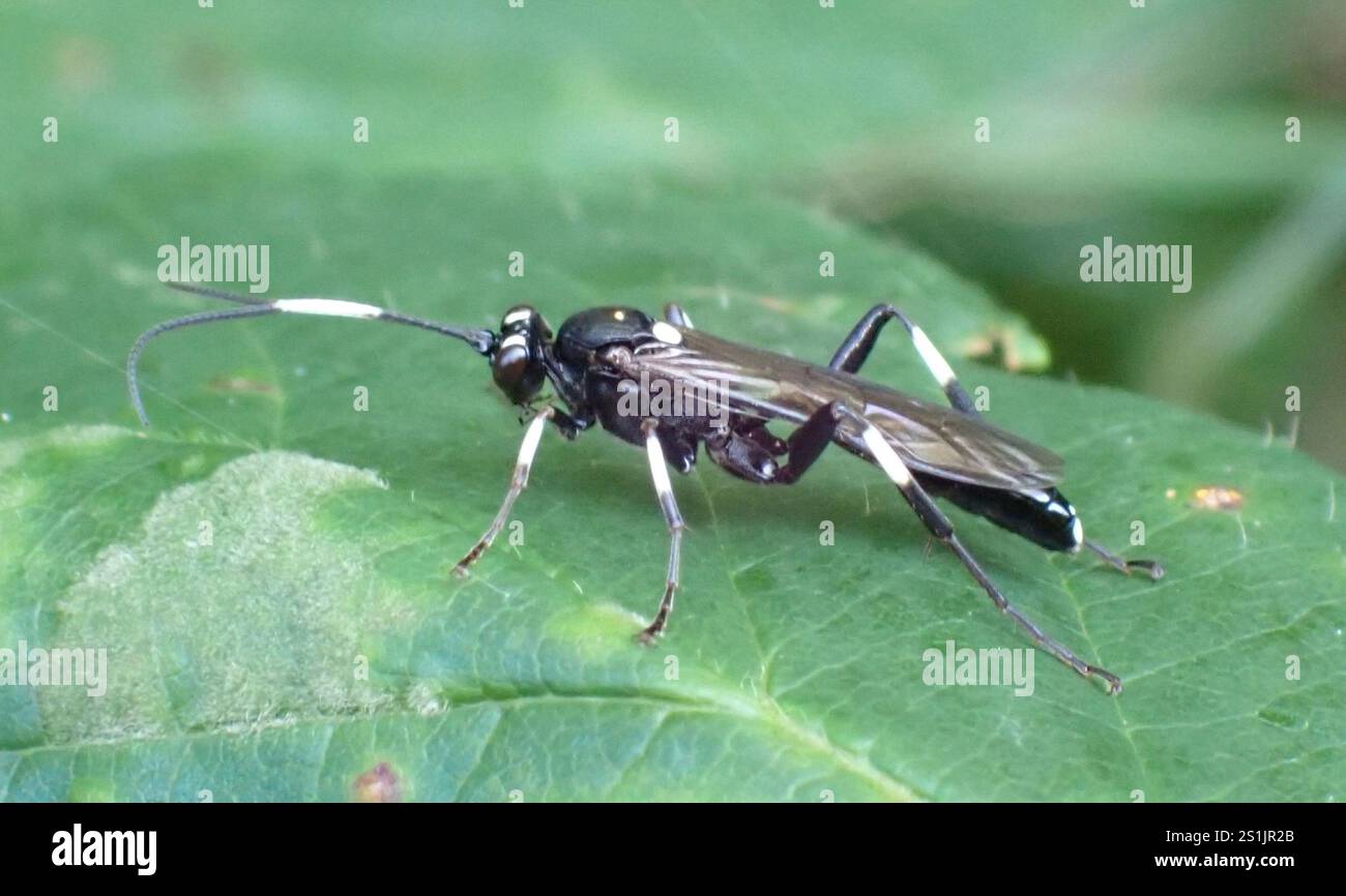 Oratorius hi-res stock photography and images - Alamy