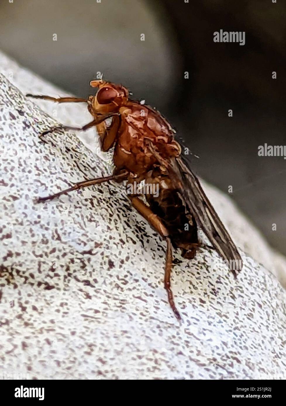 Hooded Dryomyza (Dryomyza anilis Stock Photo - Alamy