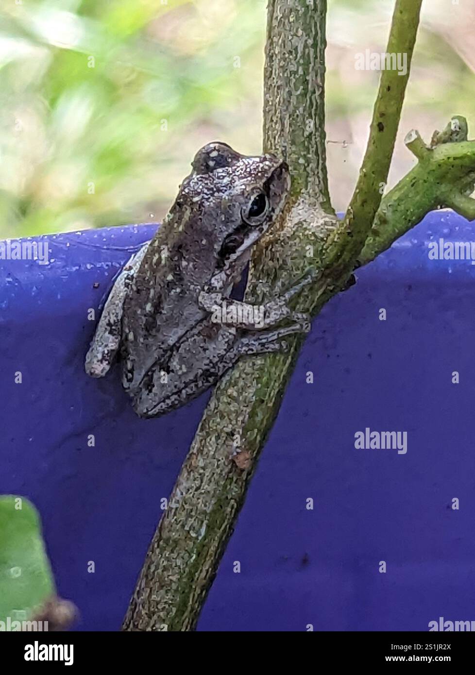 Hyline Tree Frogs (Hylinae Stock Photo - Alamy