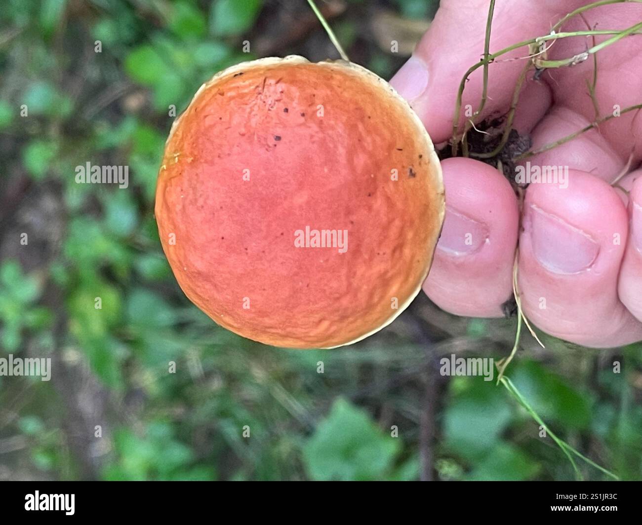 Ruby Bolete (Hortiboletus rubellus Stock Photo - Alamy