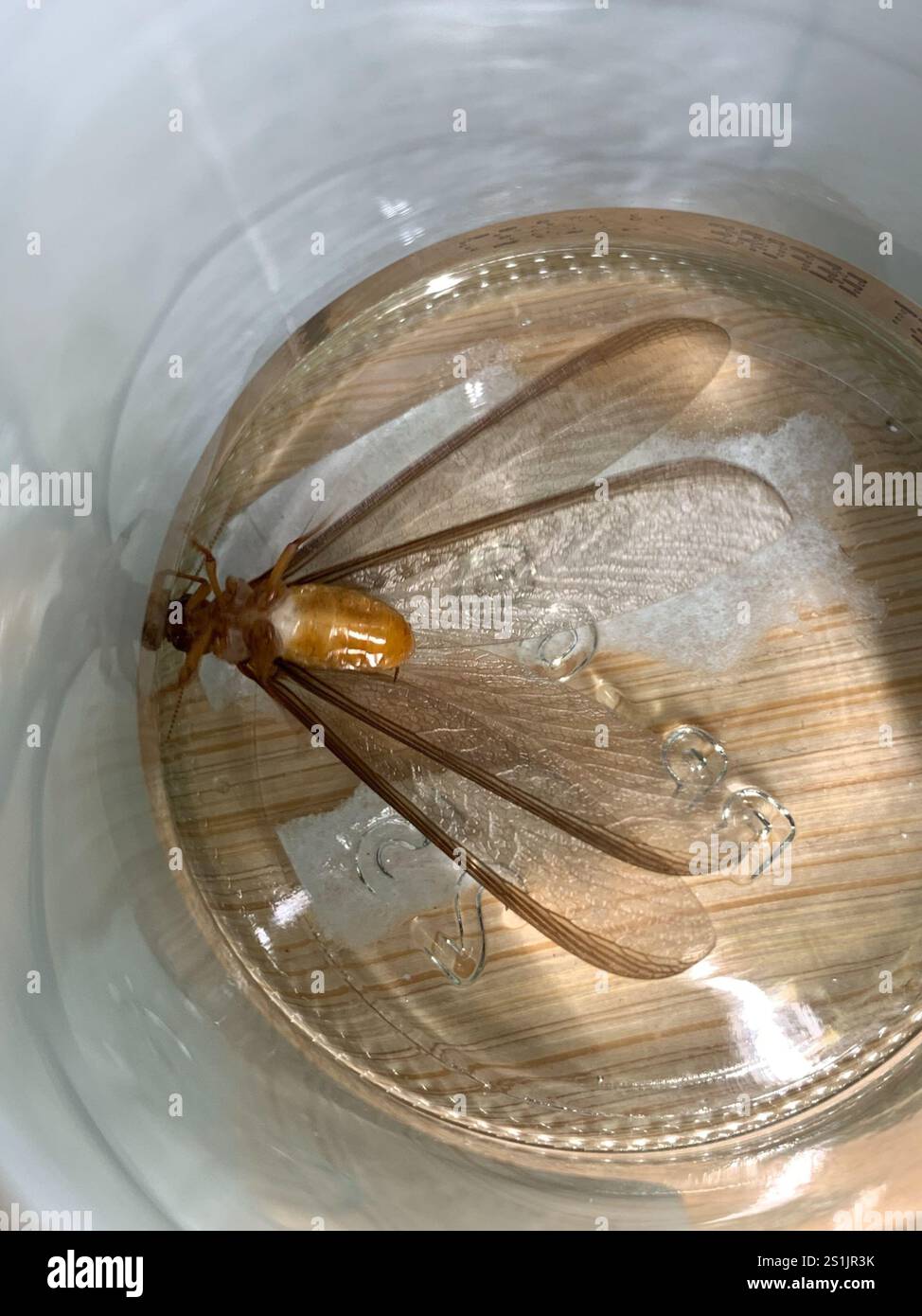 Pacific Dampwood Termite (Zootermopsis angusticollis Stock Photo - Alamy