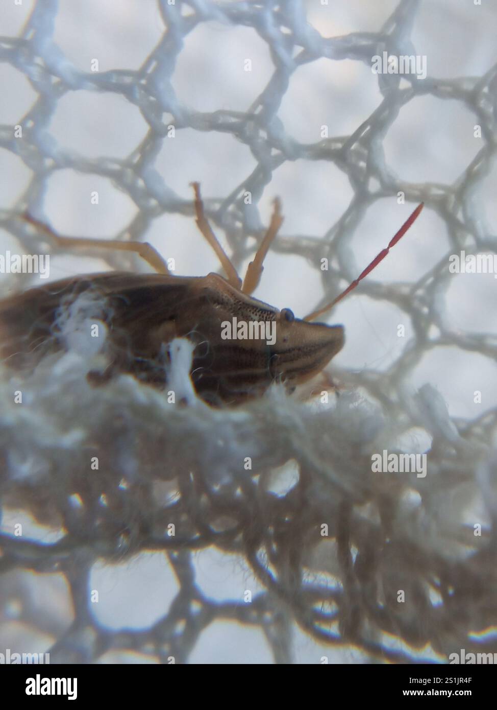 Bishop's Mitre Shield Bug (Aelia acuminata Stock Photo - Alamy