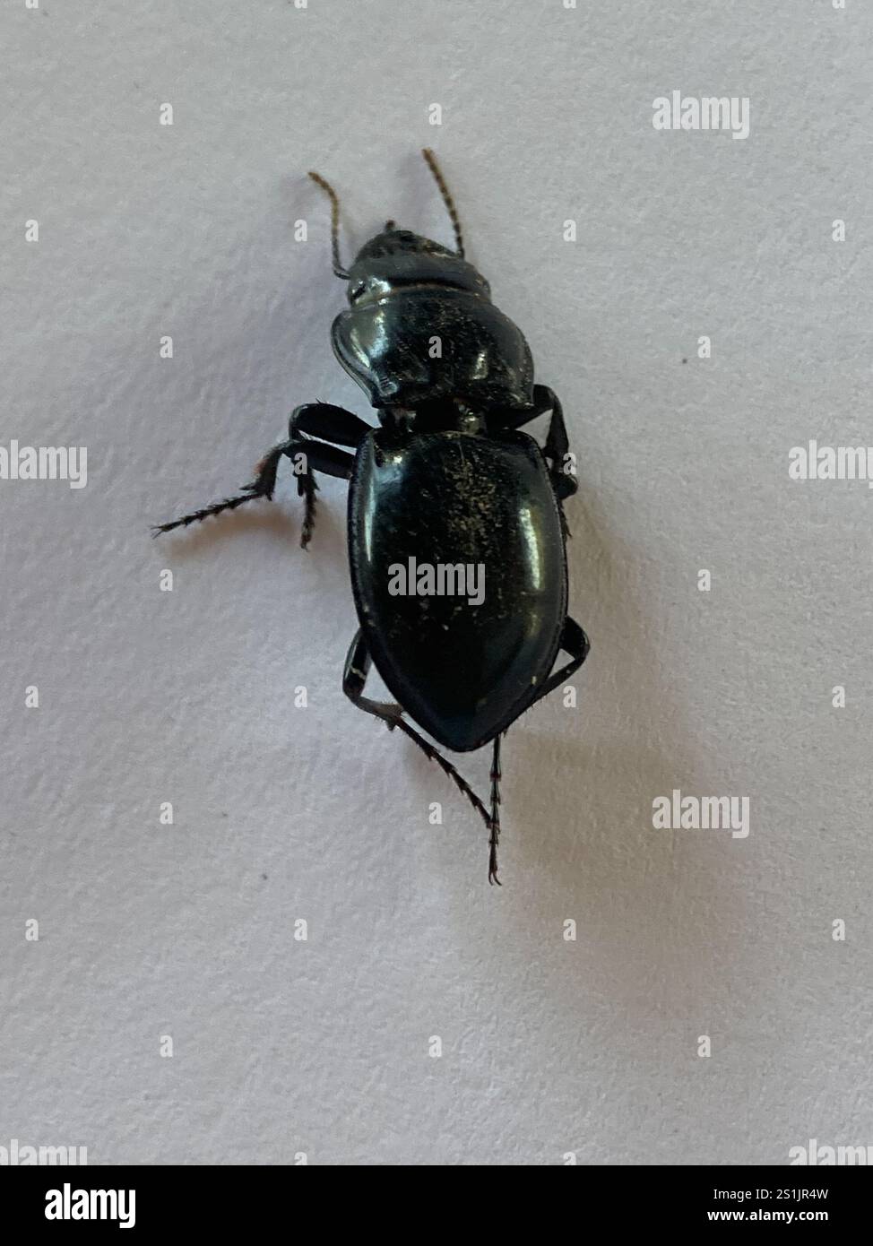Warrior Beetles (Pasimachus Stock Photo - Alamy