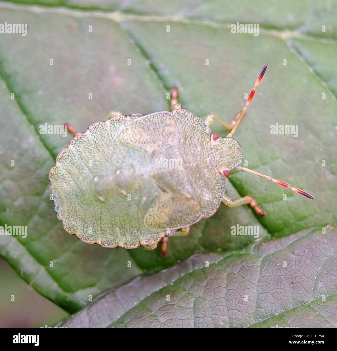 Green Shield Bug (Palomena prasina Stock Photo - Alamy