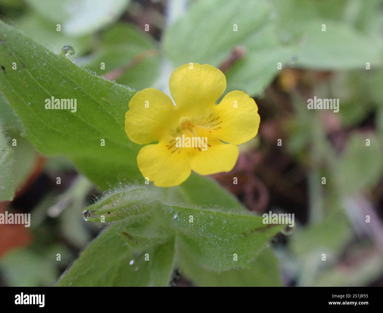 wing-leaf monkeyflower (Erythranthe ptilota Stock Photo - Alamy