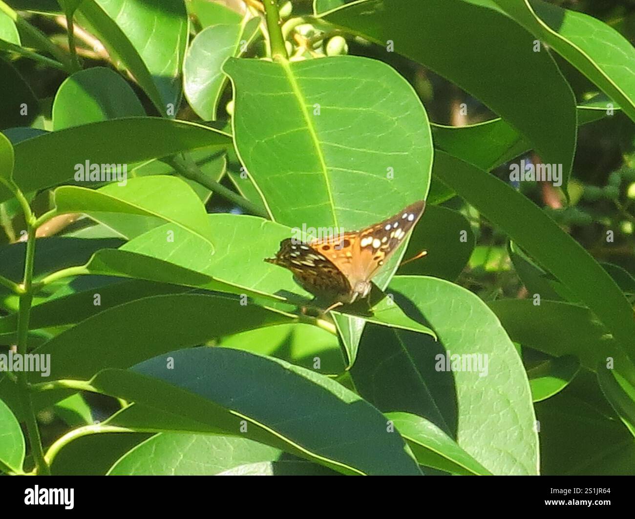 Hackberry Emperor (Asterocampa celtis Stock Photo - Alamy