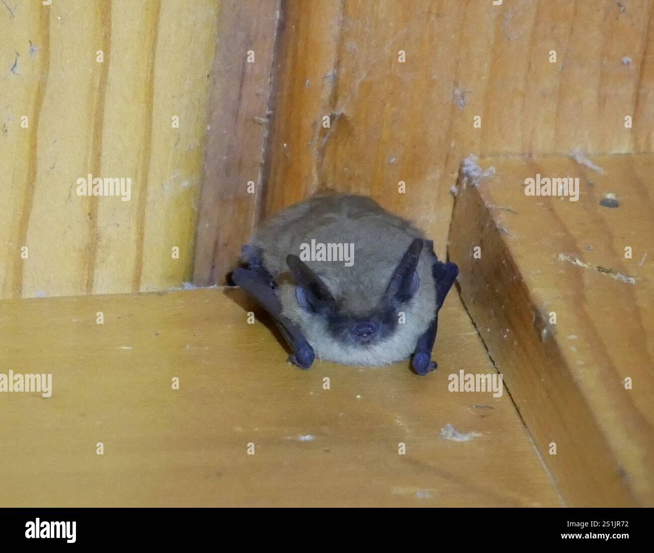 California Myotis (Myotis californicus Stock Photo - Alamy