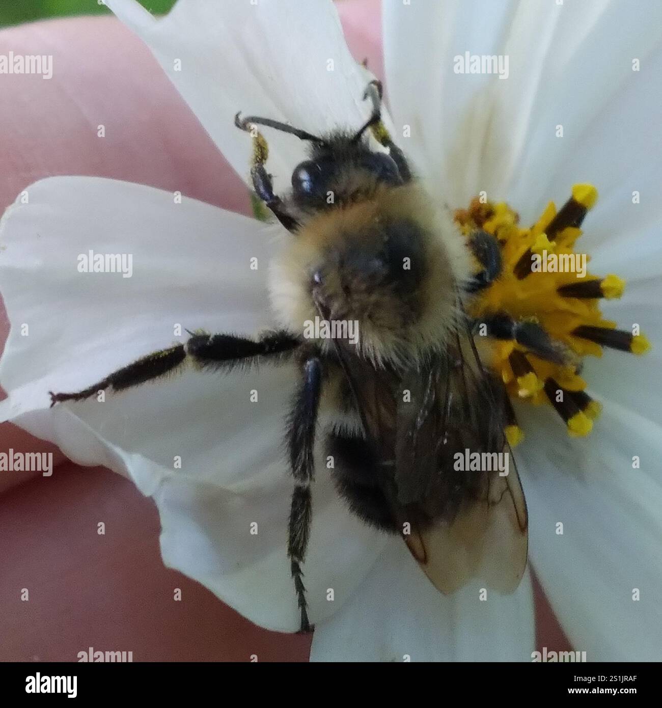 Two-spotted Bumble Bee (Bombus bimaculatus Stock Photo - Alamy