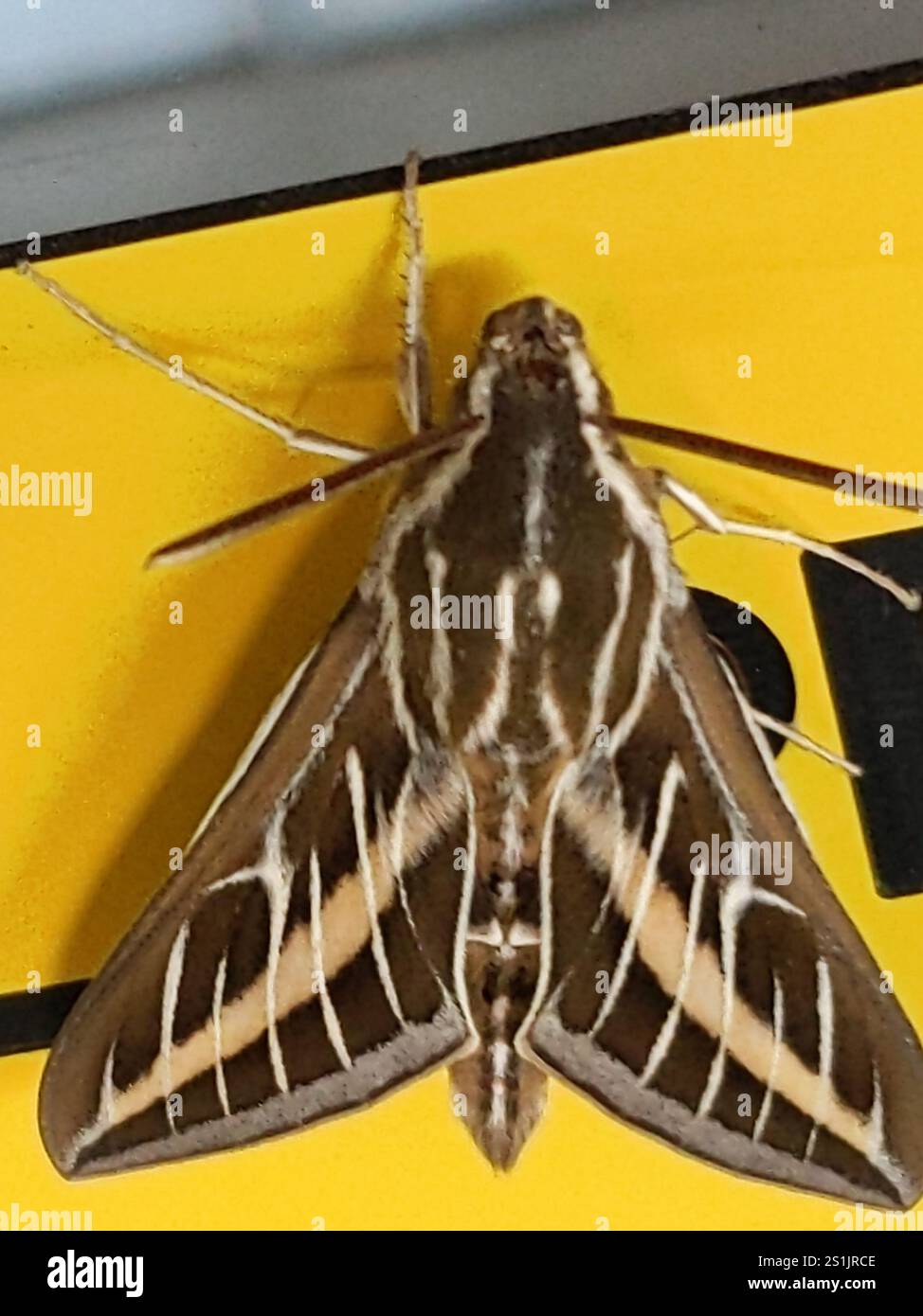 White-lined Sphinx (Hyles lineata Stock Photo - Alamy