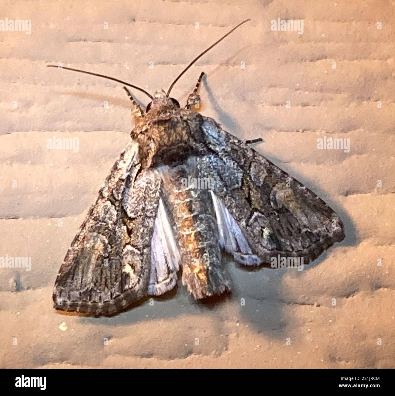 Cutworms and Dart Moths (Noctuinae Stock Photo - Alamy