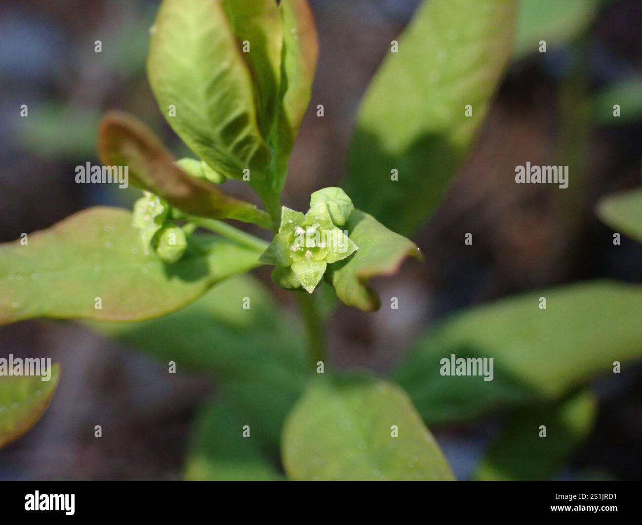 Northern Comandra (Geocaulon lividum Stock Photo - Alamy