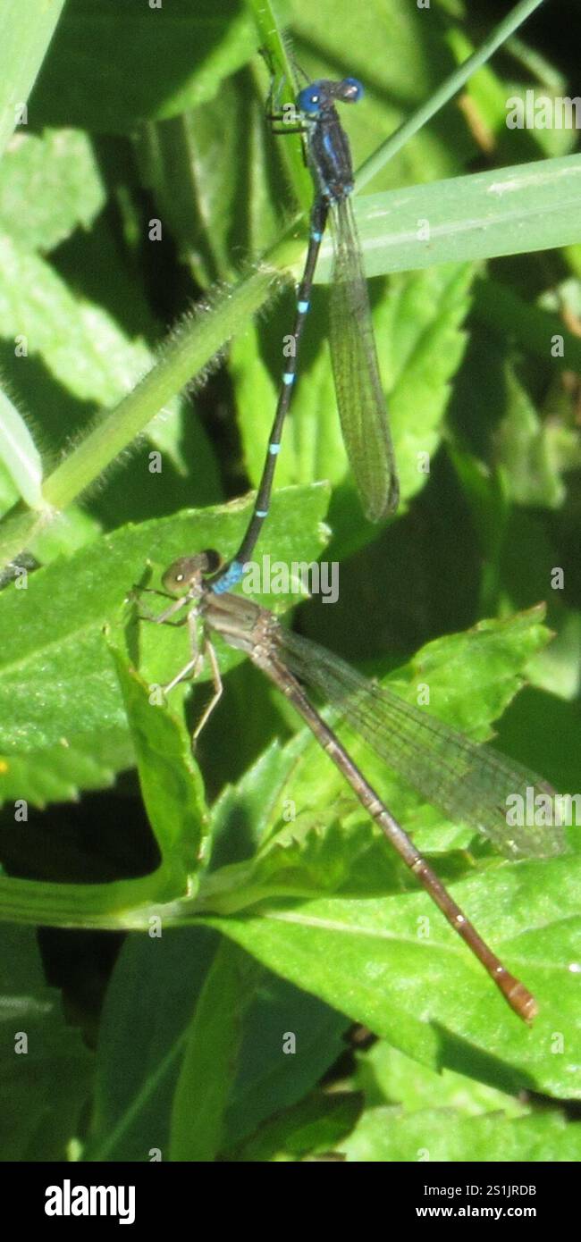 Blue-ringed Dancer (Argia sedula Stock Photo - Alamy