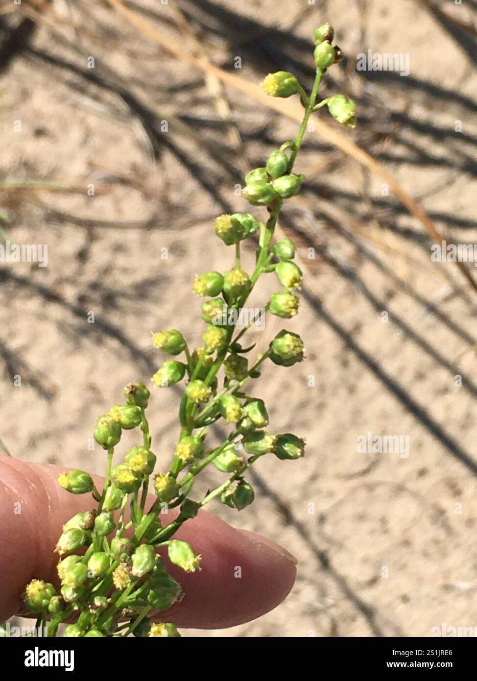 Field Sagewort (Artemisia campestris Stock Photo - Alamy