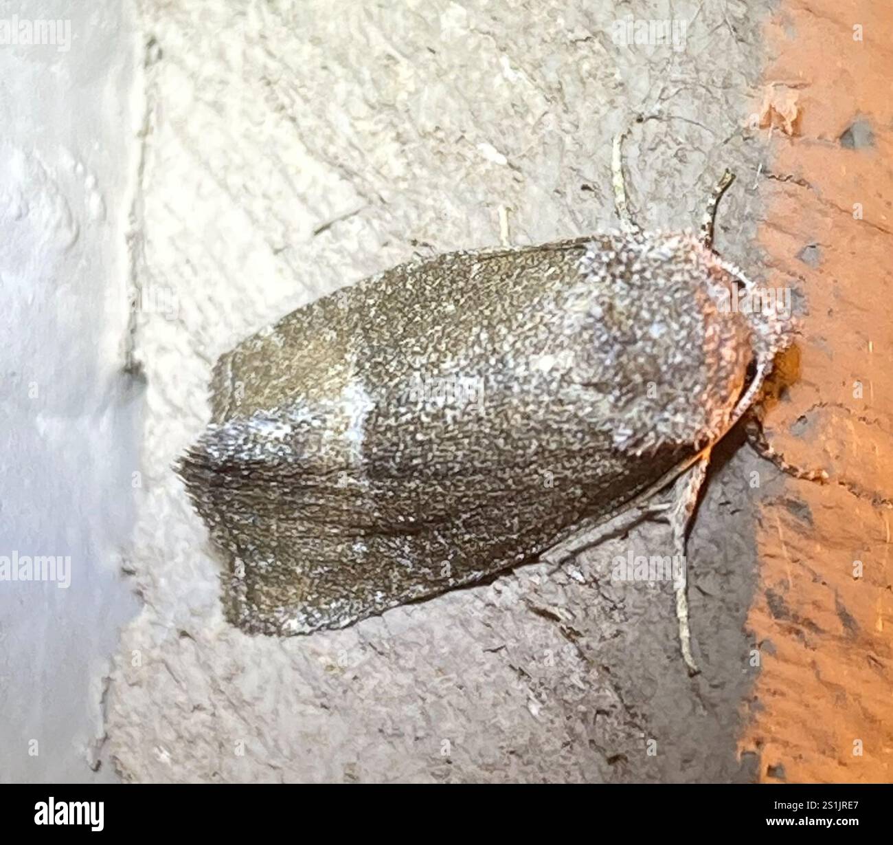 Frothy Moth (Plagiomimicus spumosum Stock Photo - Alamy