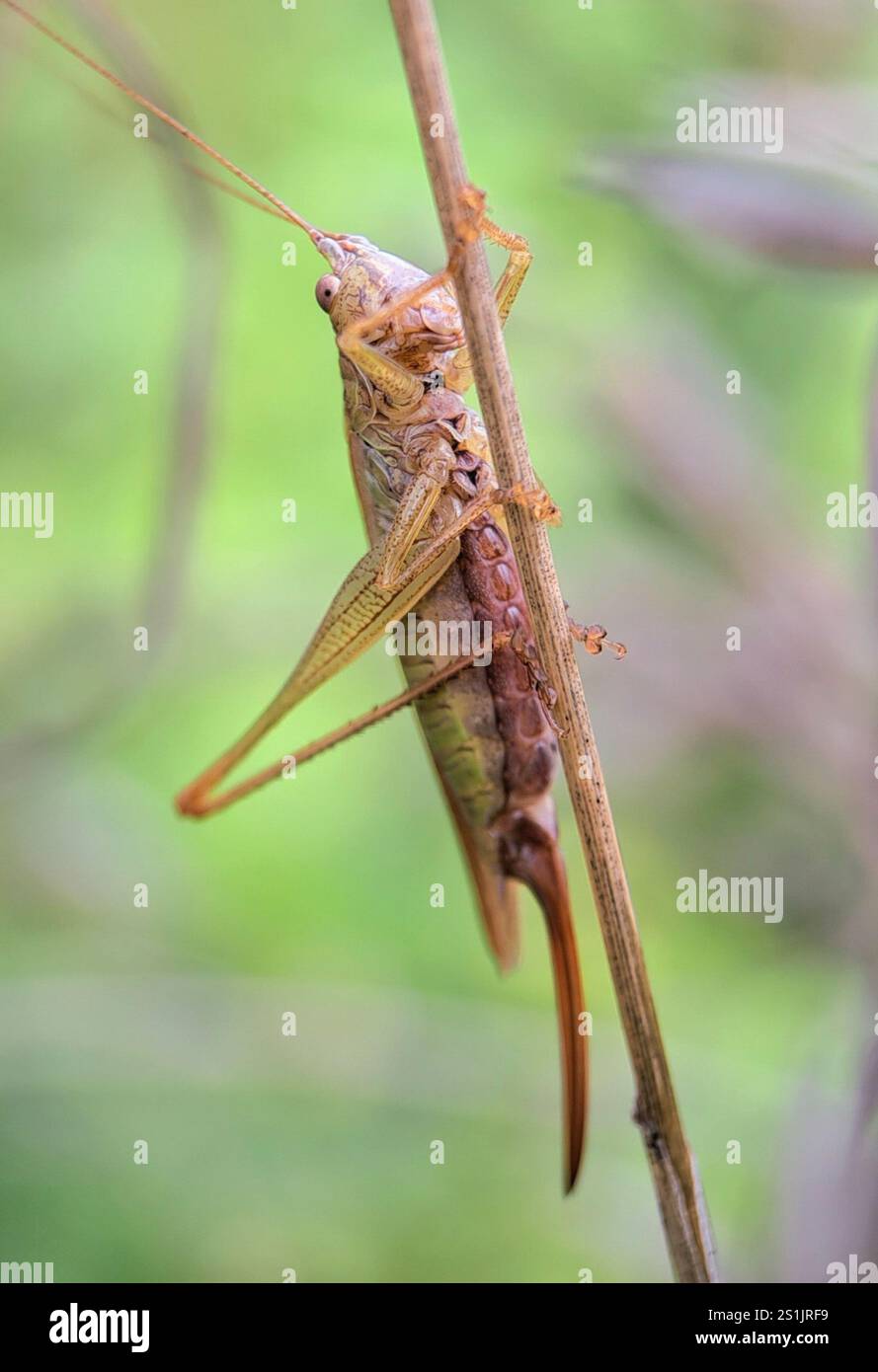 Long-winged Conehead (Conocephalus fuscus Stock Photo - Alamy